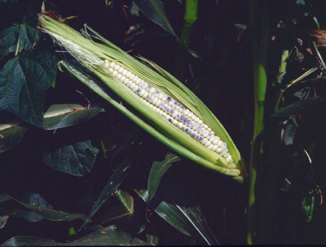 Heirloom Corn Varieties – Mother Earth News